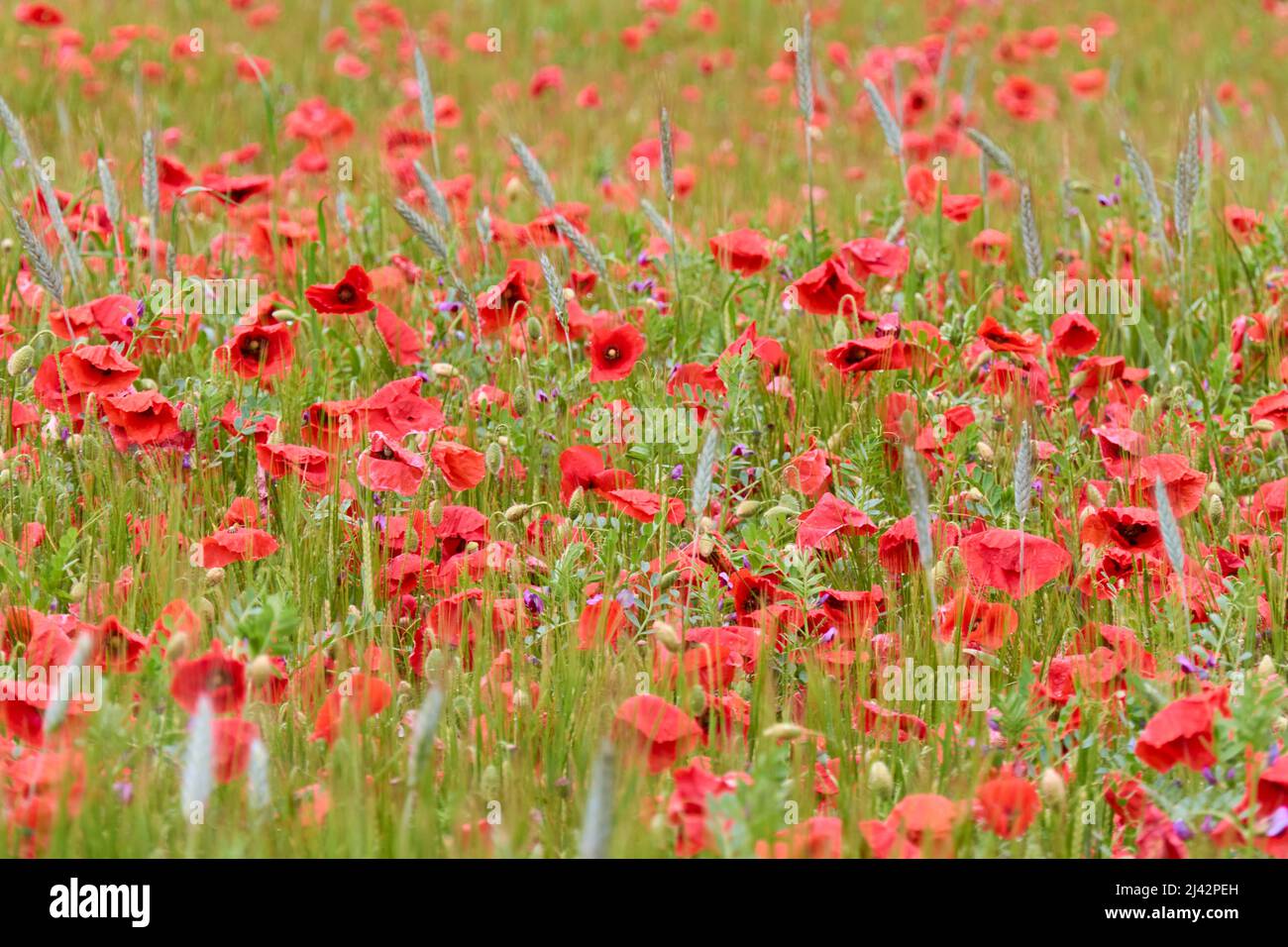 Natural wildflowers hi-res stock photography and images - Alamy