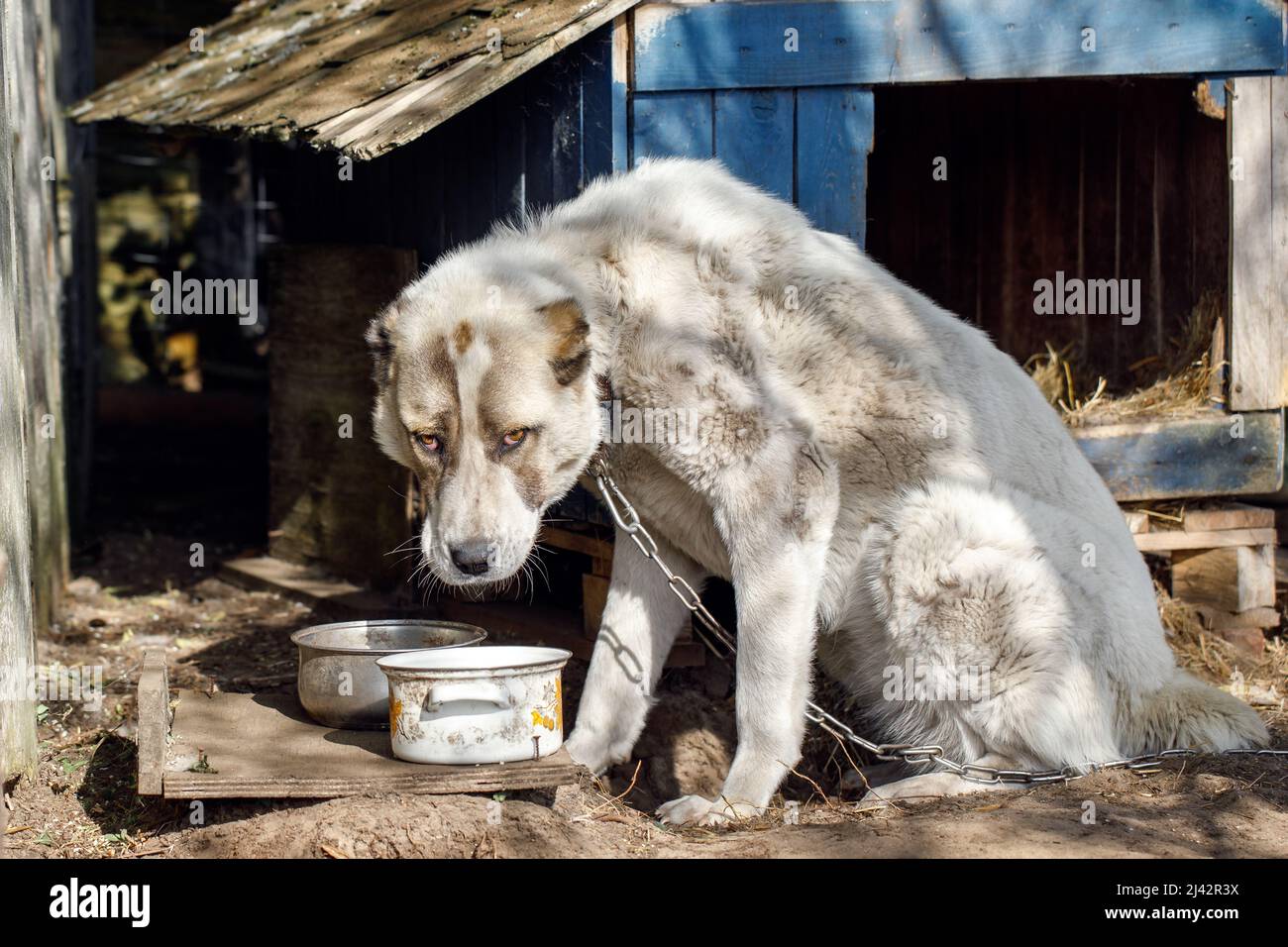 A sad and hungry dog tied to dog house with a chain looks at his way ...