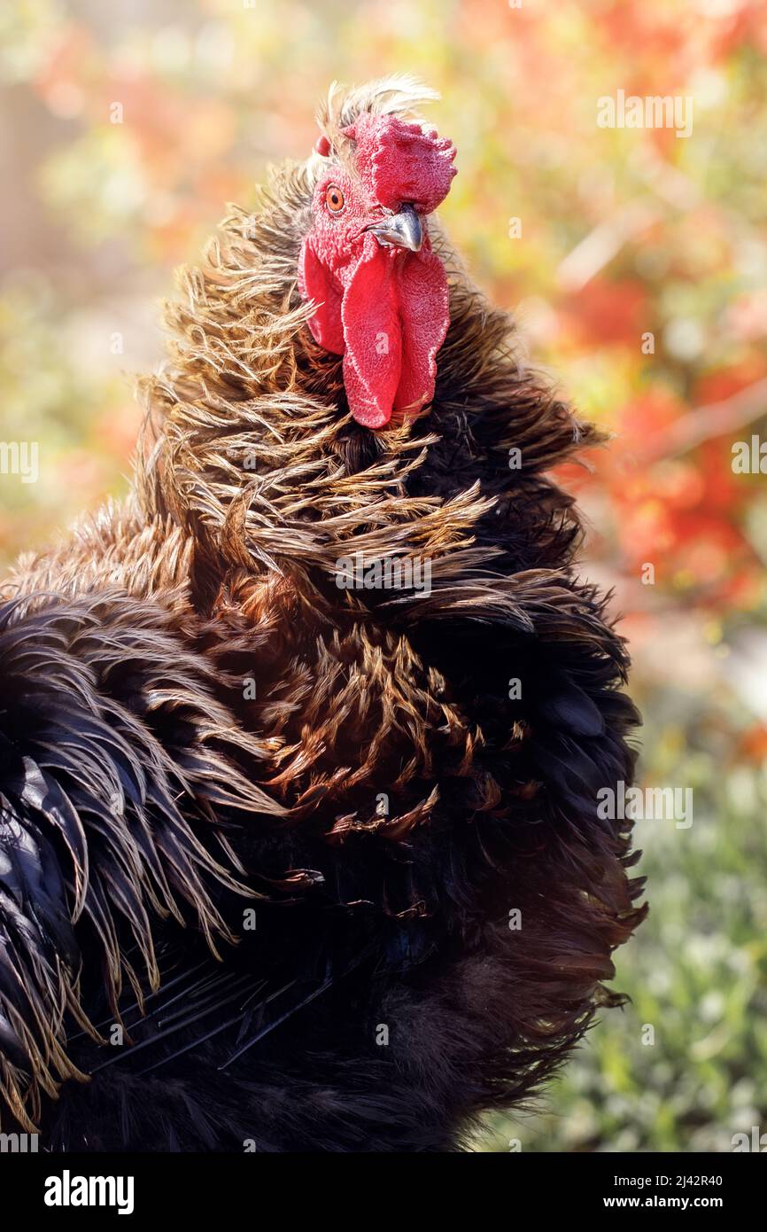 Portrait of a beautiful puffy brown rooster. The cock looks straight at ...
