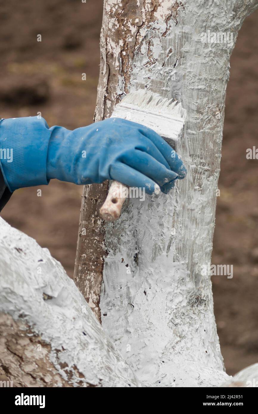 Whitewash brush hi-res stock photography and images - Alamy