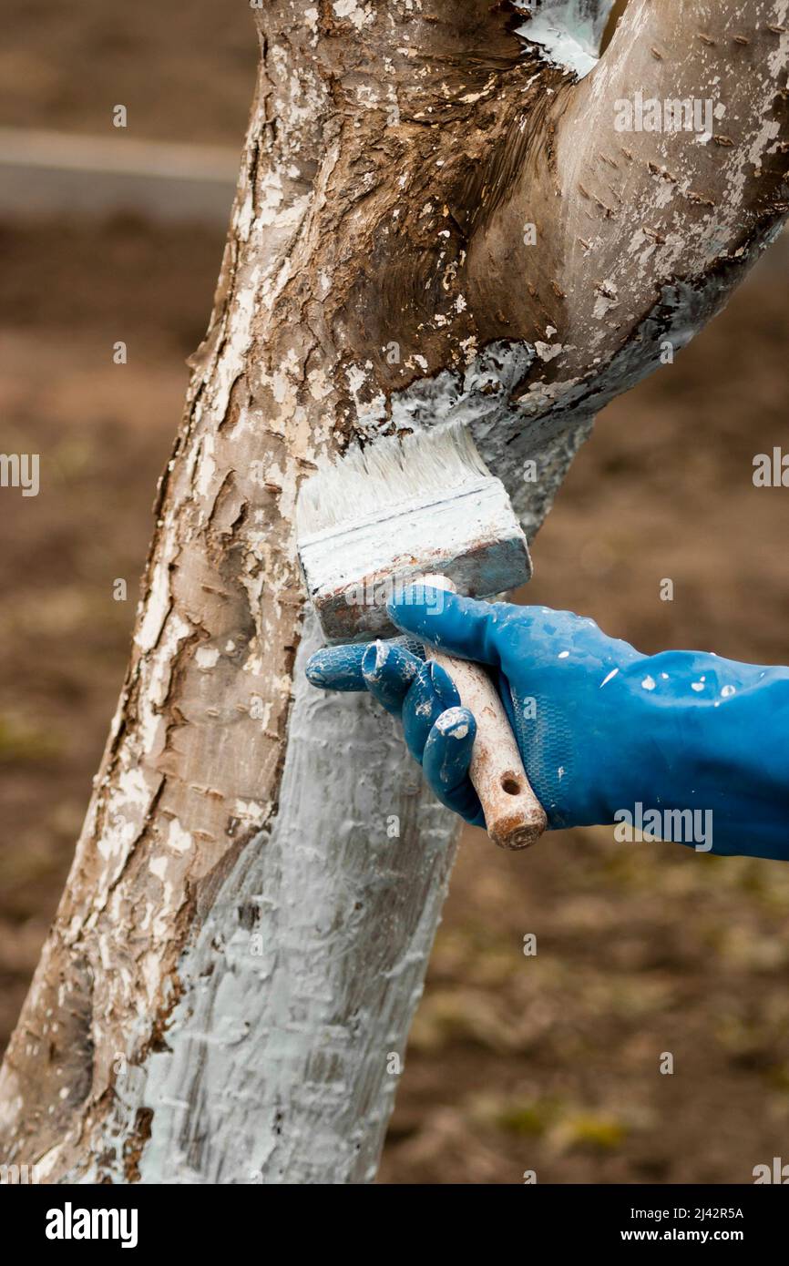A hand with a paint brush applies whitewash to a tree trunk Stock Photo ...