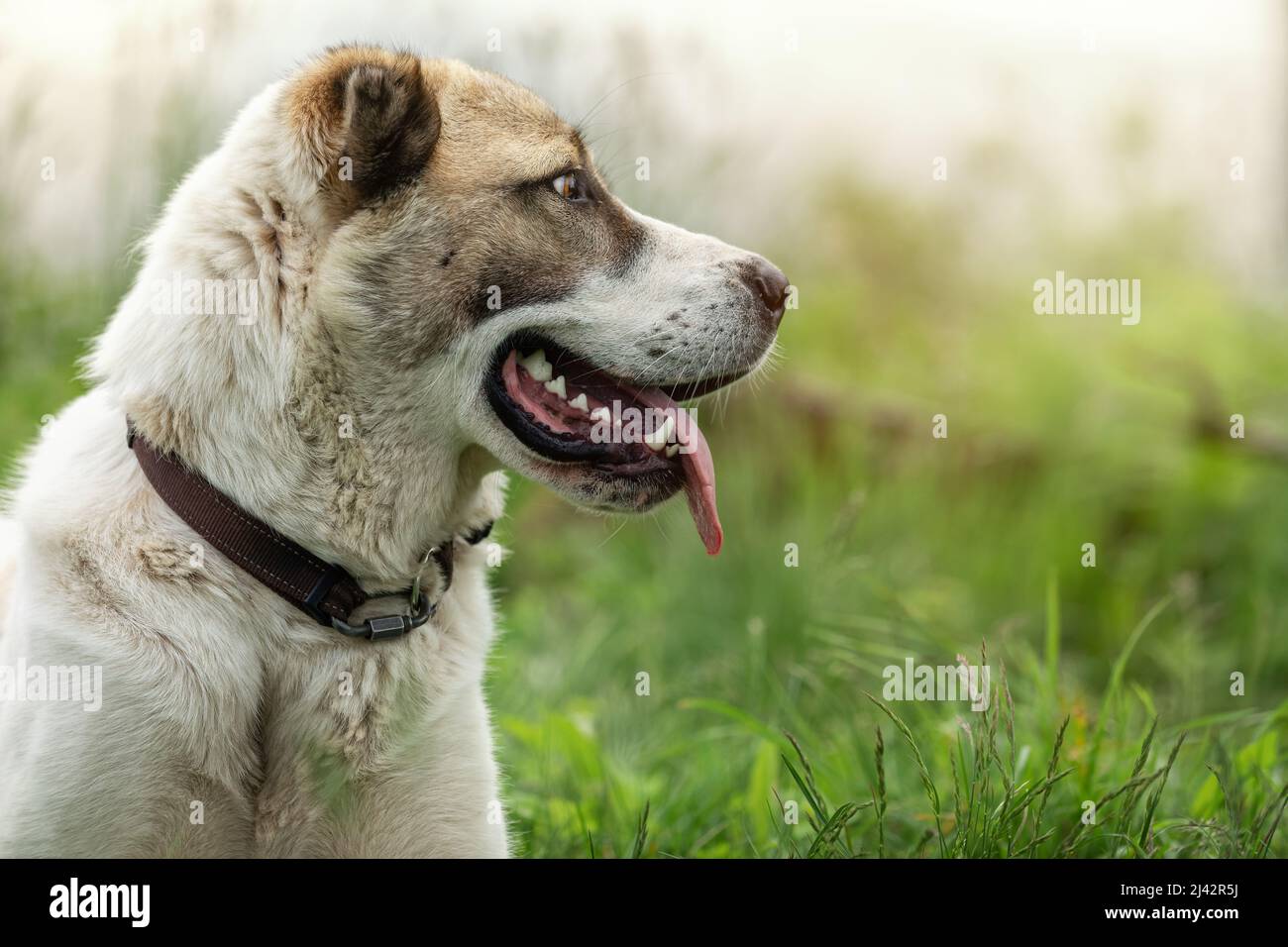 Central asian shepherd dog hi-res stock photography and images - Alamy