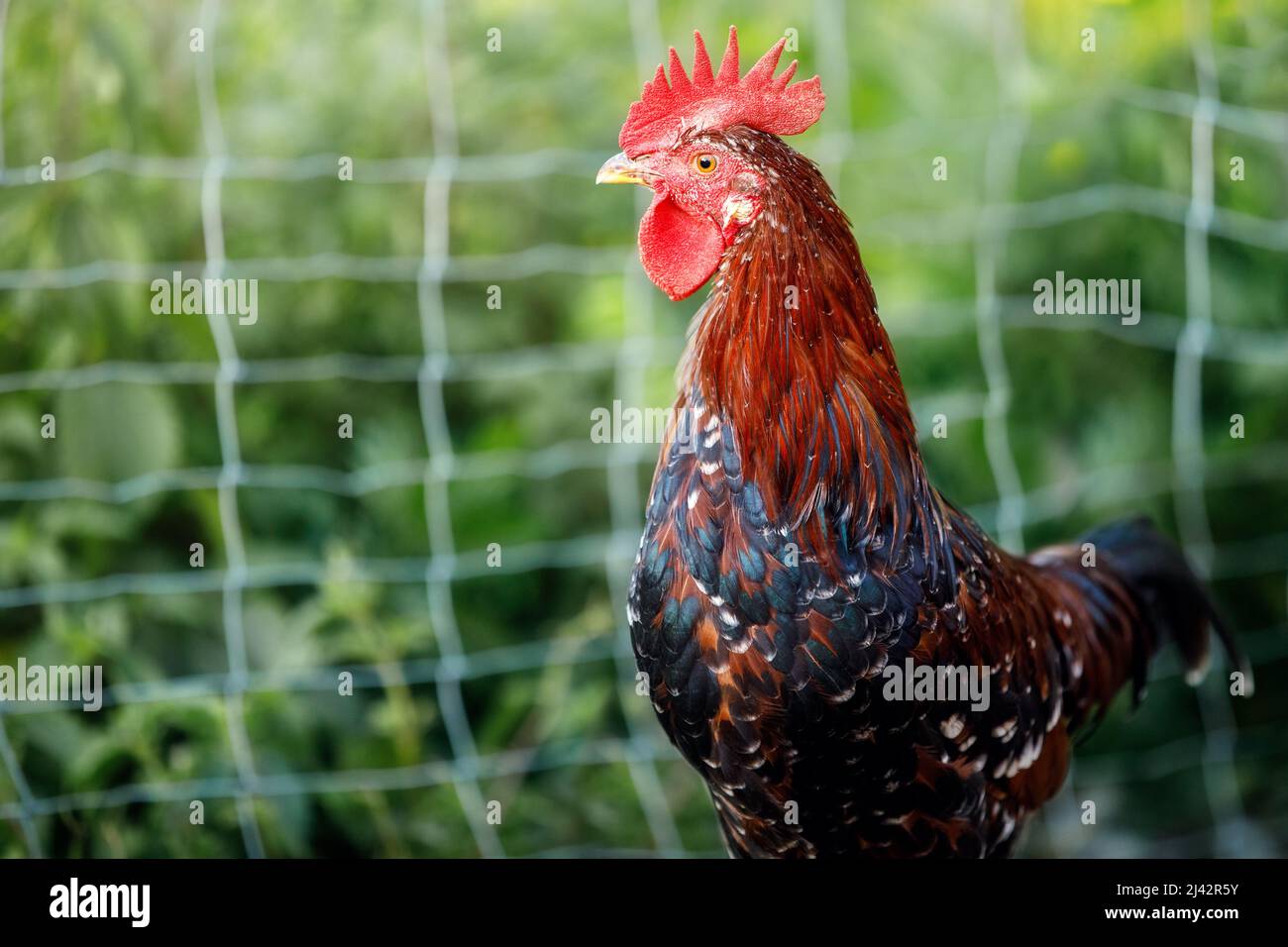 A beautiful, colorful rooster in a rural backyard on a green background ...