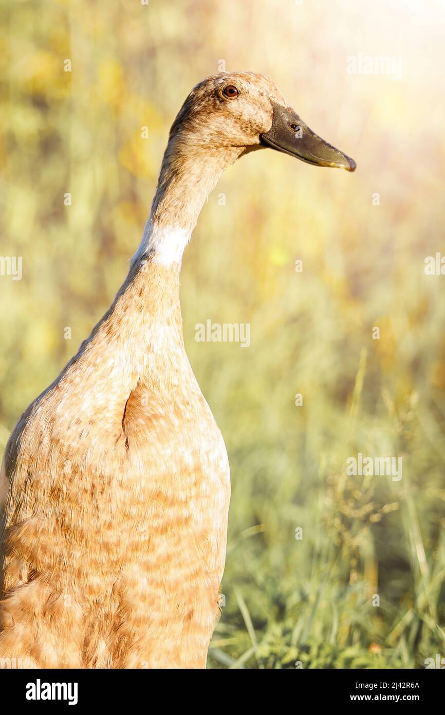 Portrait of a Indian Runner duck from the front Stock Photo - Alamy