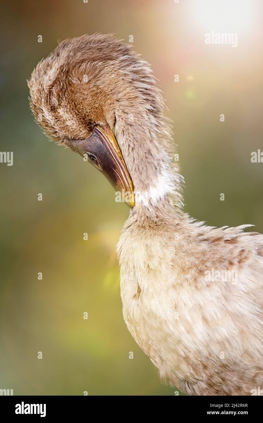 Happy brown duck with closed eyes in question mark position and golden ...