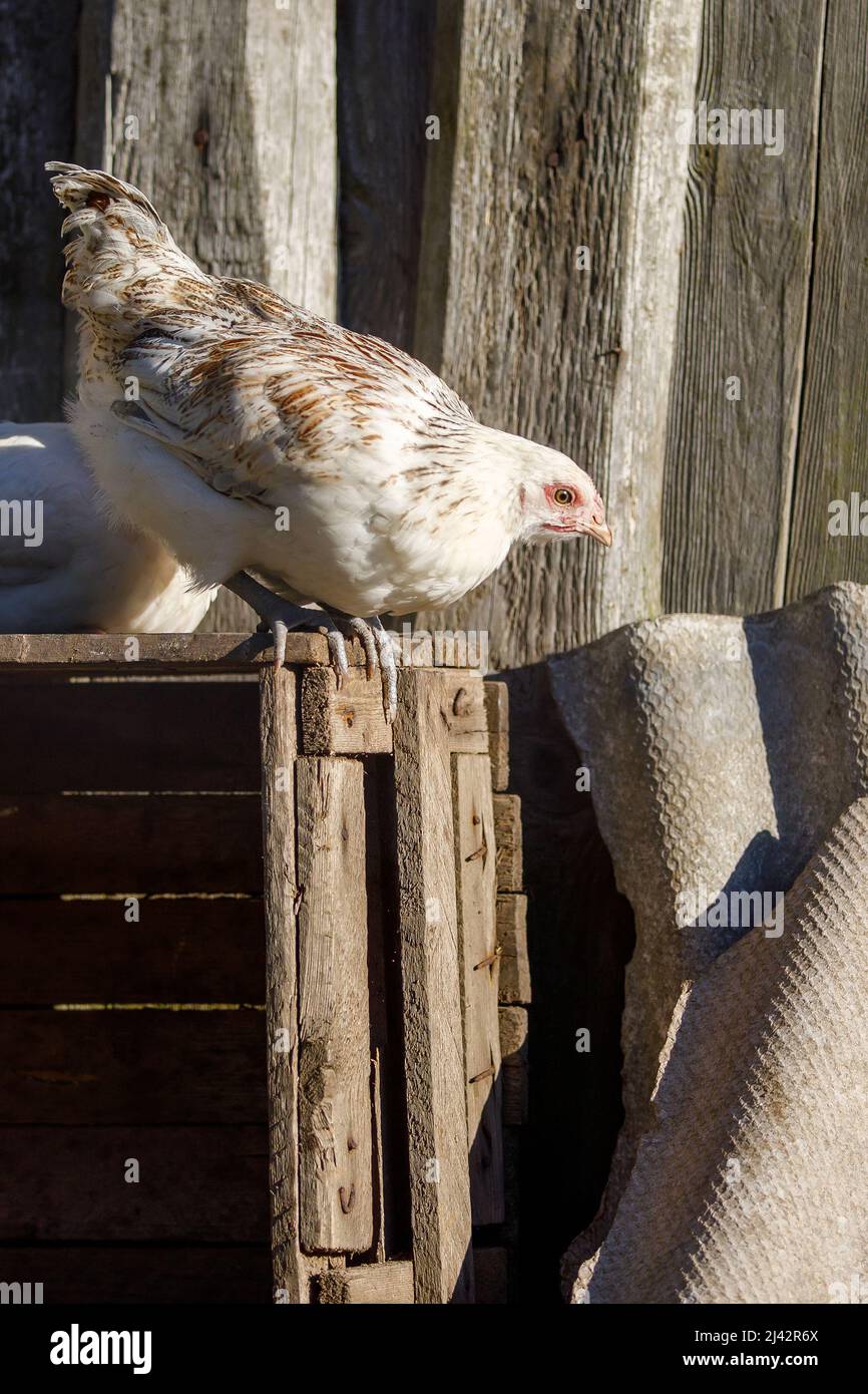 Hen and young hi-res stock photography and images - Alamy