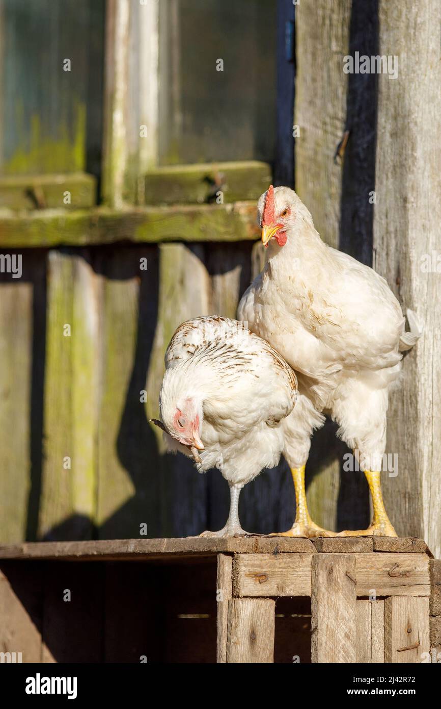 Portrait of white hen with red crest on poultry chicken farm. Meat ...