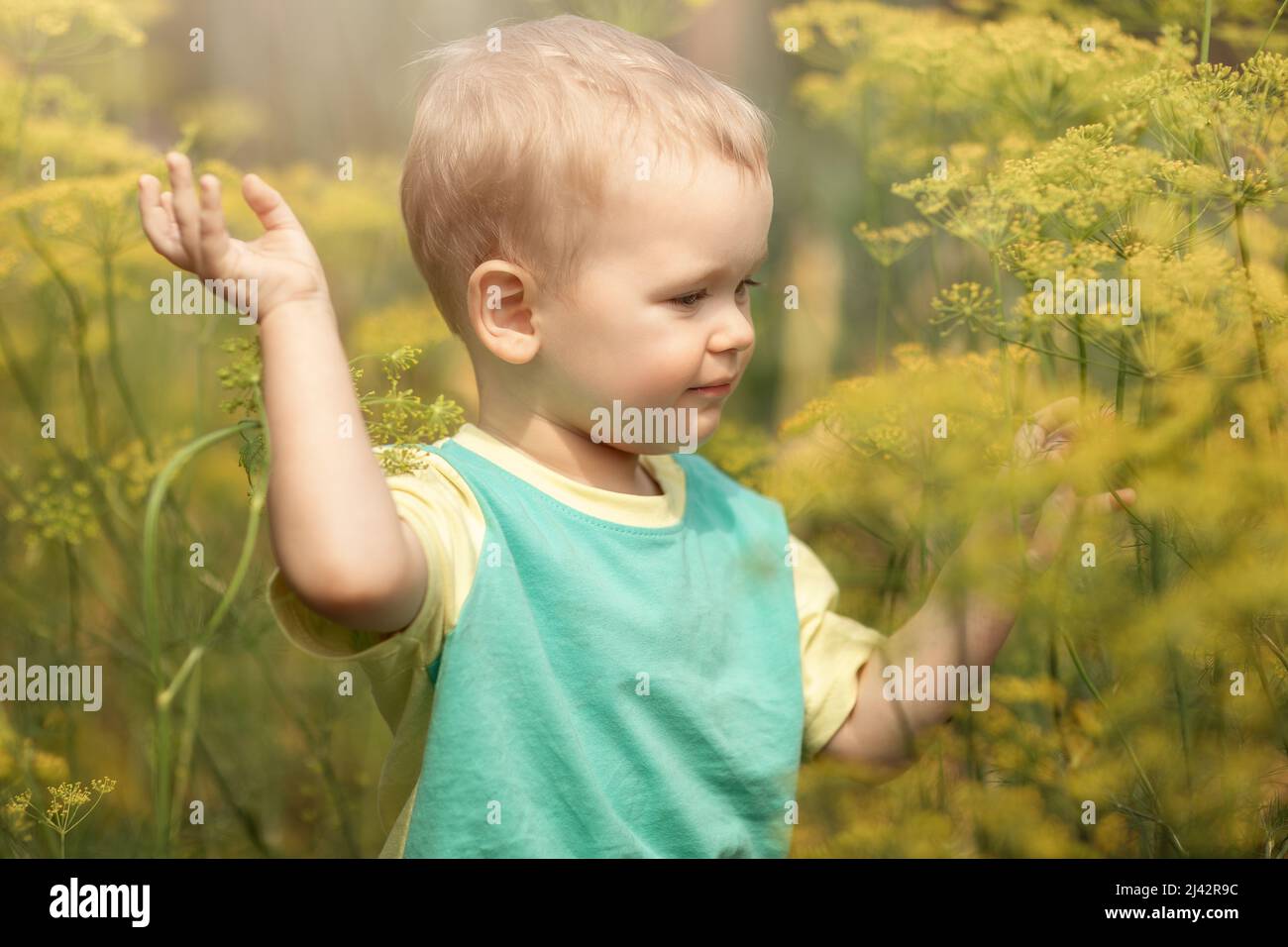 A little boy in the garden walks among the large, yellow dill plants ...