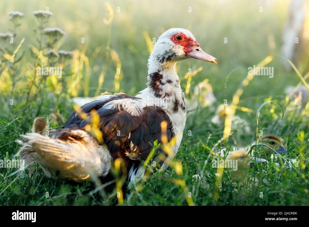 Side view of duck hi-res stock photography and images - Alamy