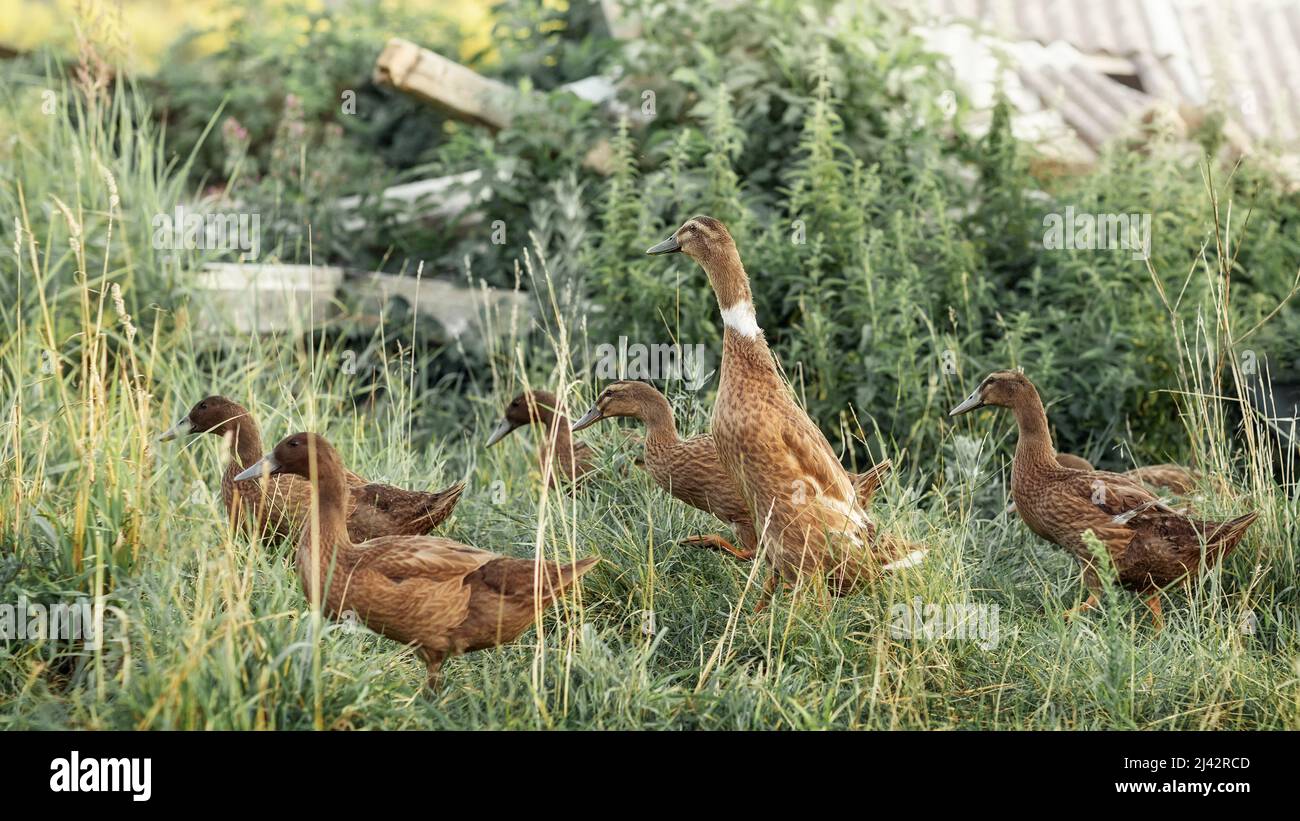 Cute Indian runner ducks backyard homestead small holding. Free range ...