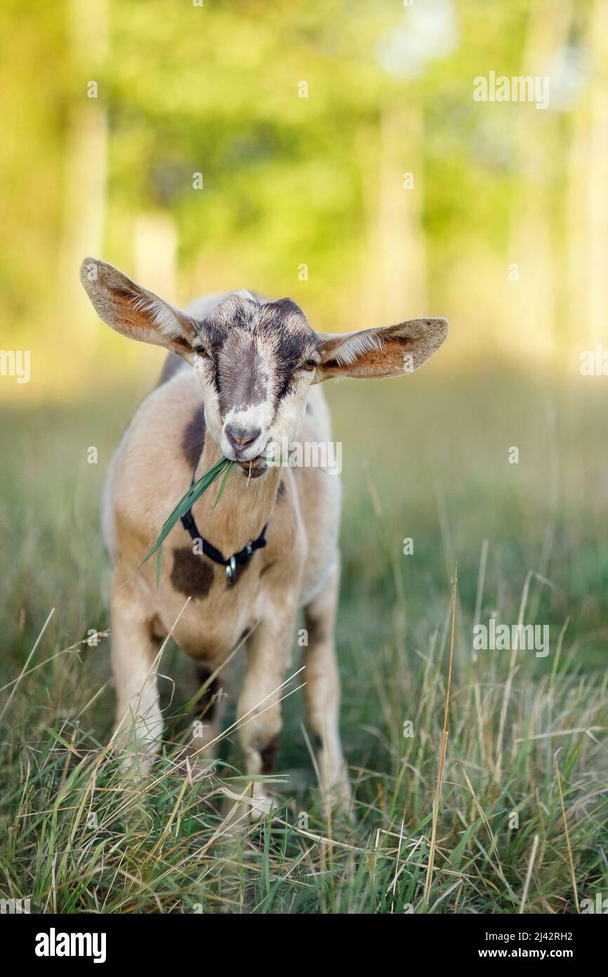 Domestic goat breed hi-res stock photography and images - Alamy