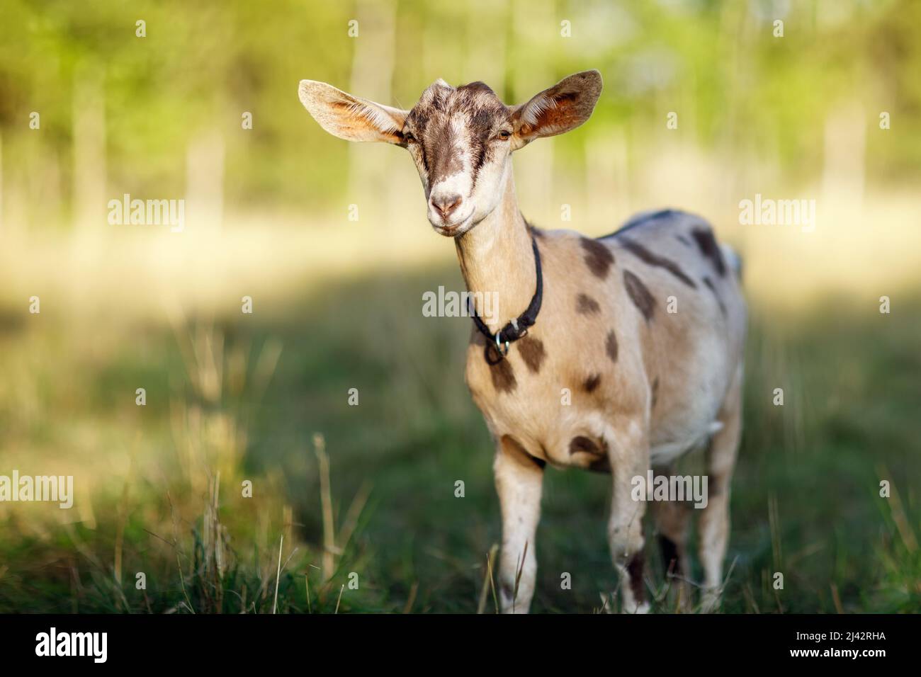 Alone dotted, young goat in a golden meadow looks at the camera Stock ...