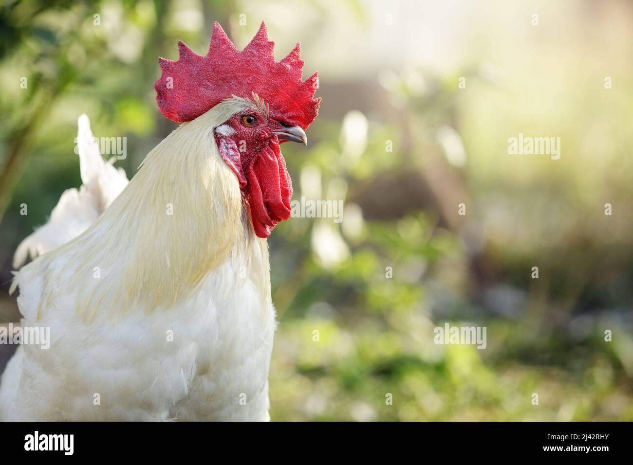 Bress Gallic breed white cock in a green nature background. This breed ...