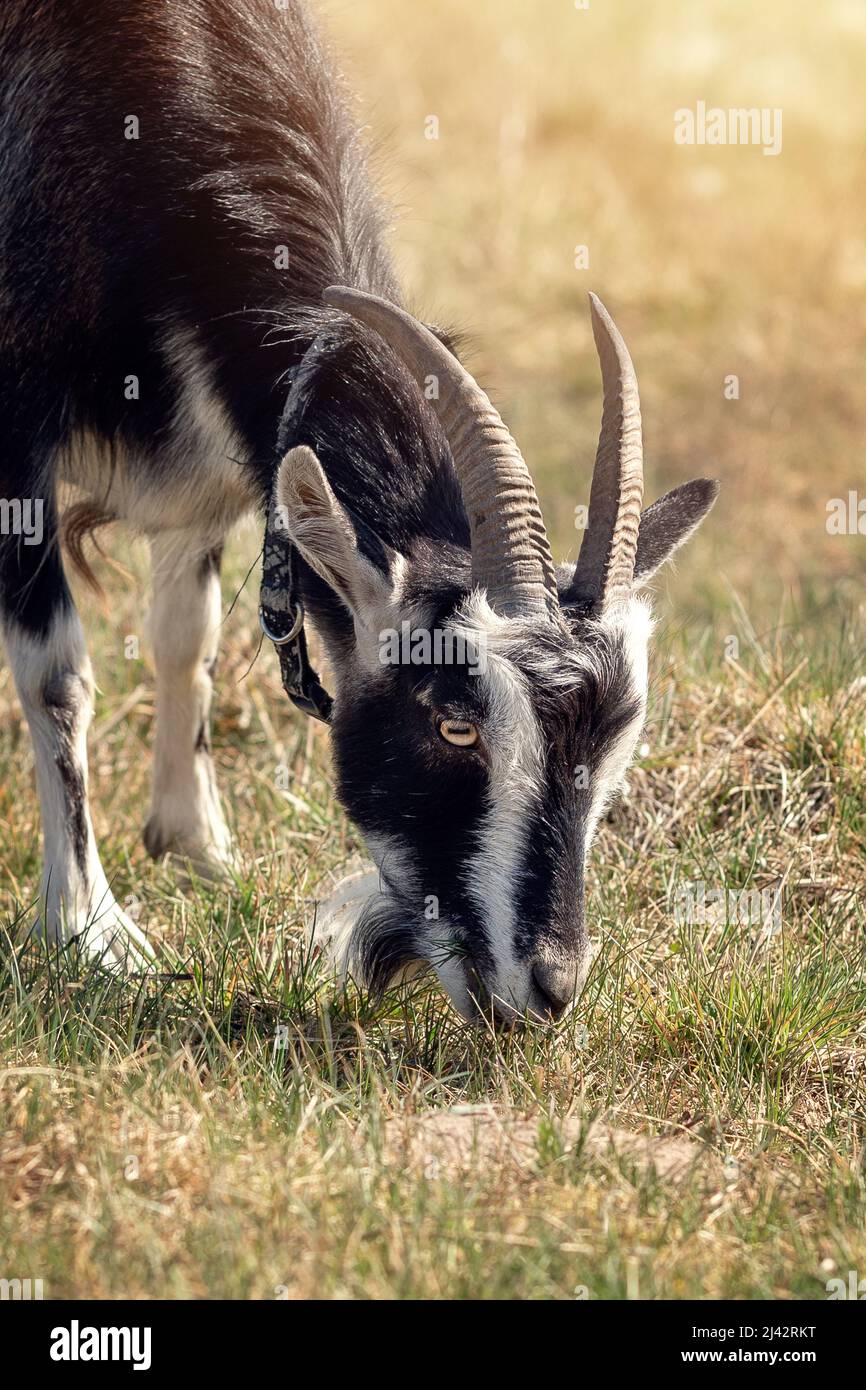 Black Goat Hair High Resolution Stock Photography and Images - Alamy