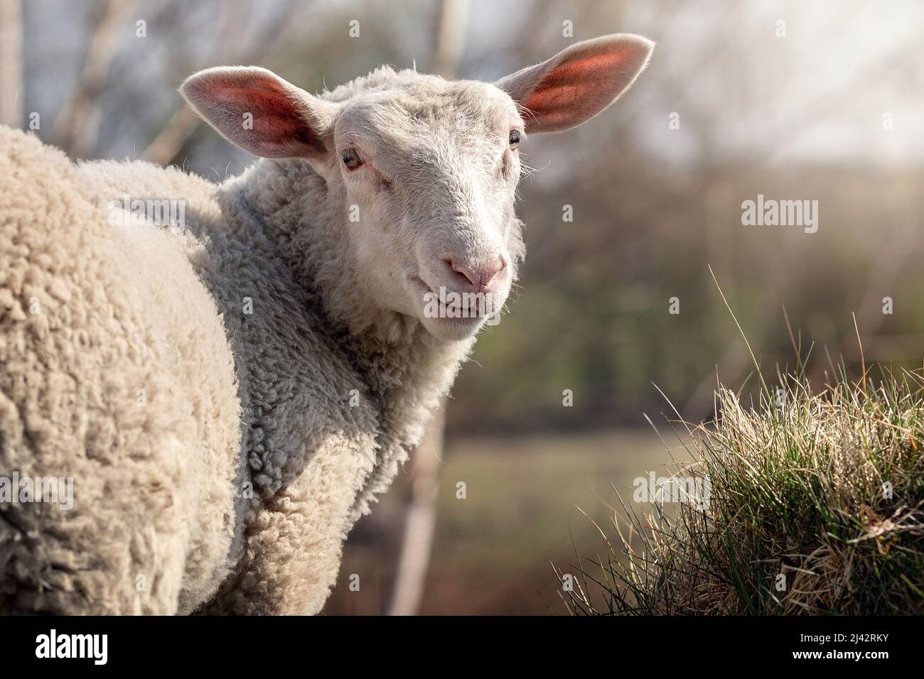 A portrait of a sheep looking back and looking at us. Dike sheep in a ...