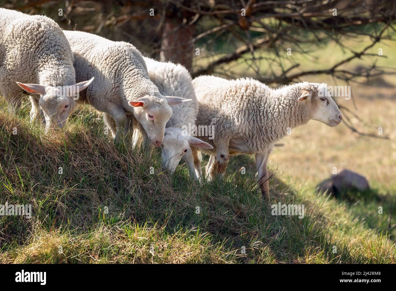 Sheep grazing on dry grass hi-res stock photography and images - Alamy