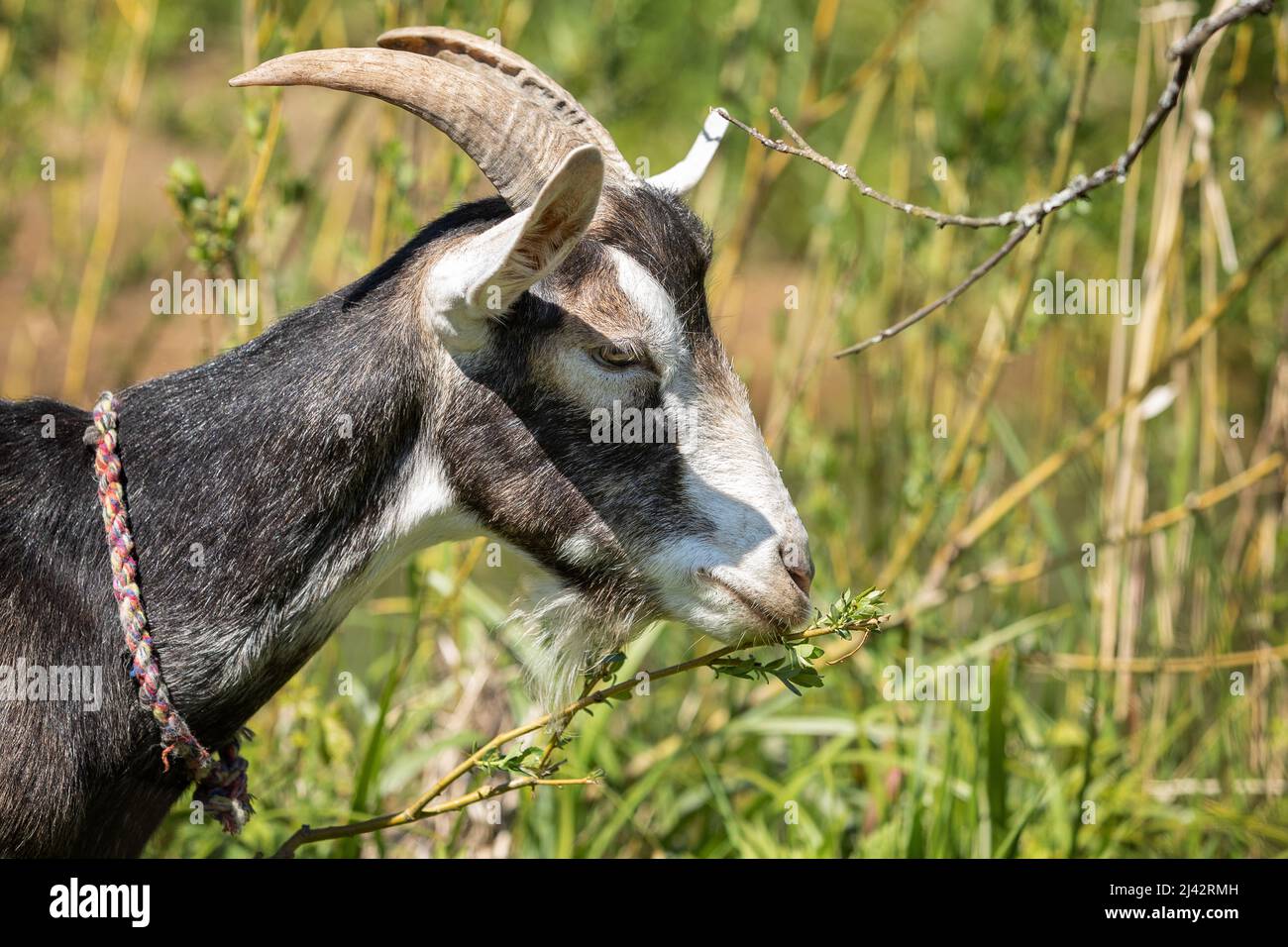 Close-up portrait of a goat from the side, goat preparing to eat a ...