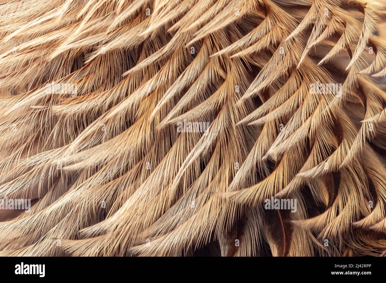 Very nice golden feathers, Rooster feathers background texture ...