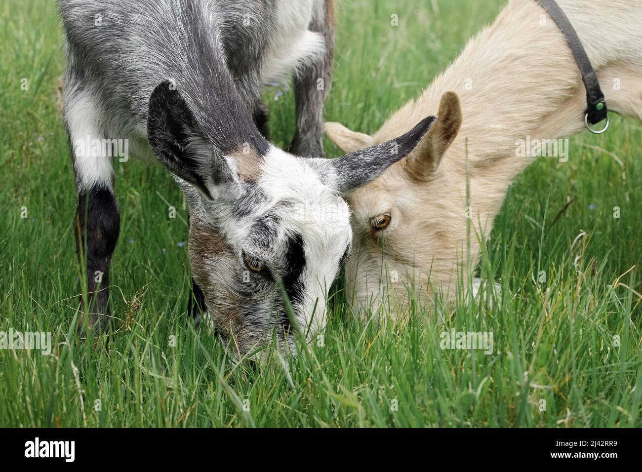 Two goats eats grass. Free-range goats grazing on a small rural organic ...