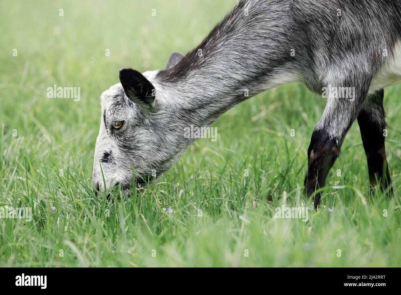 Gray goat with a white face and black legs grazes on a green meadow ...