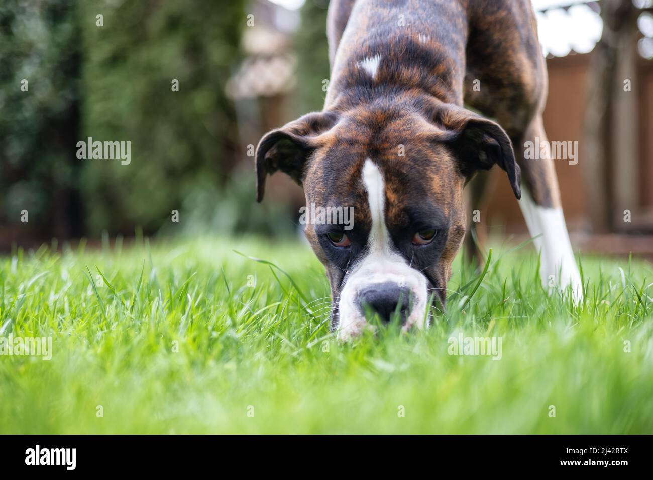 Backyard adorable hi-res stock photography and images - Alamy