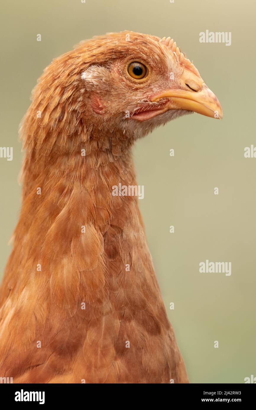 Brown chicken head in close up, eyes, beak and feathers are visible in ...