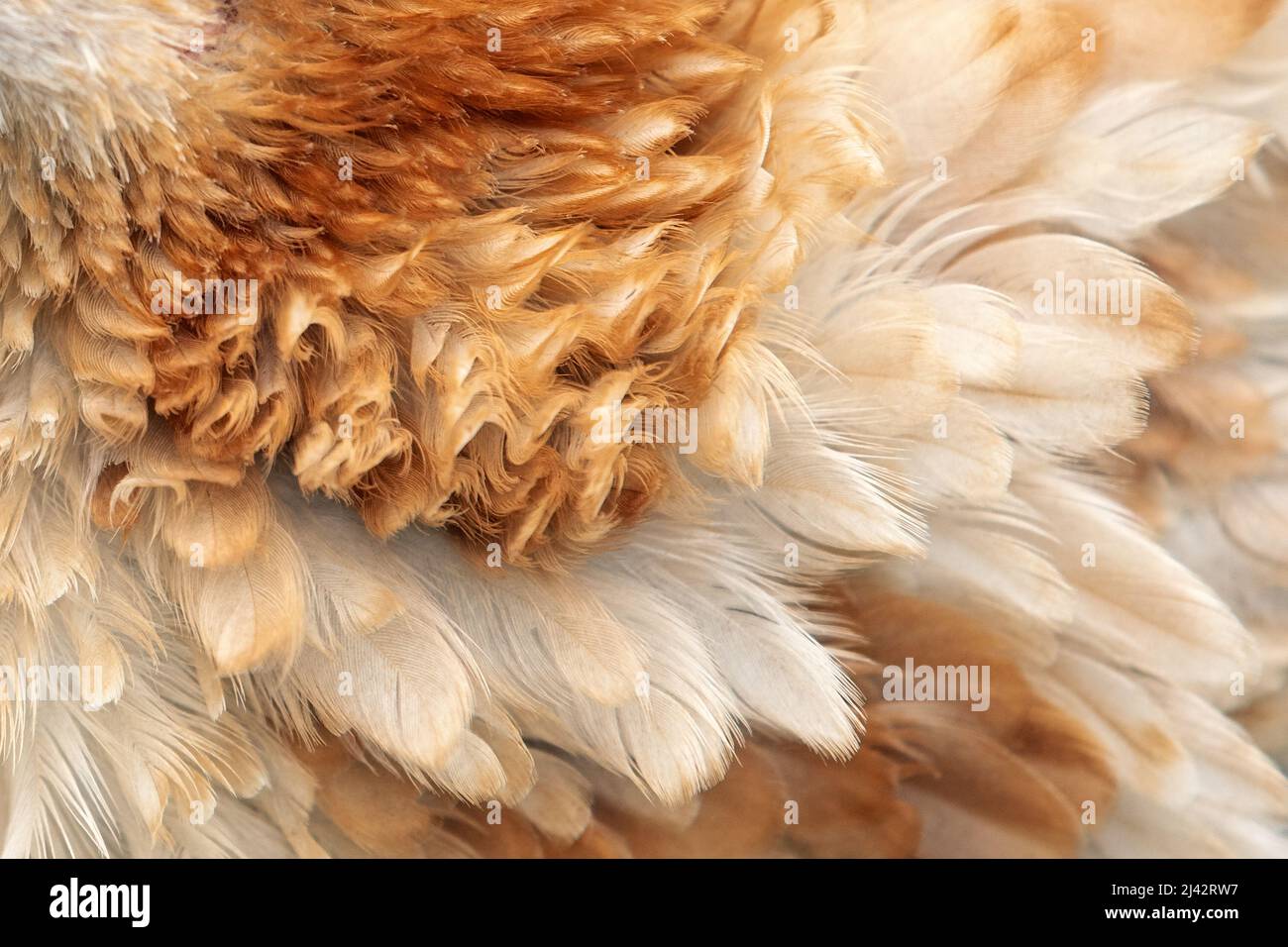 Wavy ginger color feathers, chicken feathers background texture Stock ...