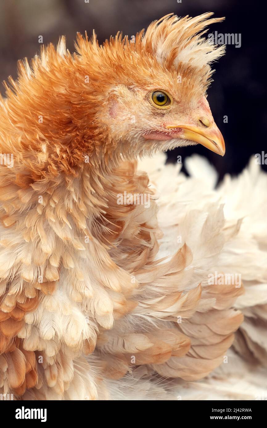 A vertical portrait of an interesting and very beautiful golden-colored ...