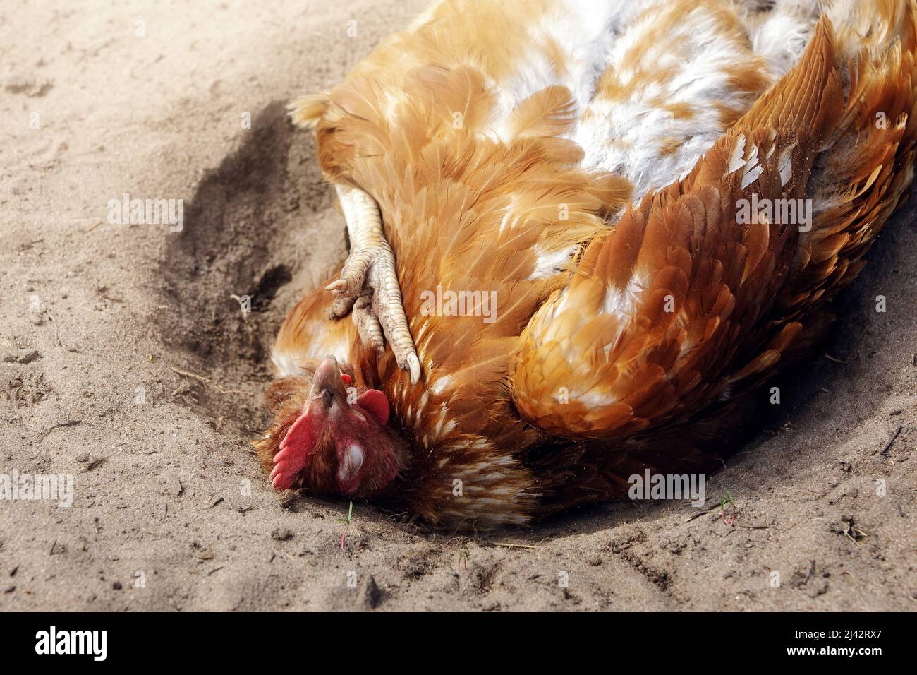 Brown chicken giving itself a dust bath. The hen enjoys the sun with ...