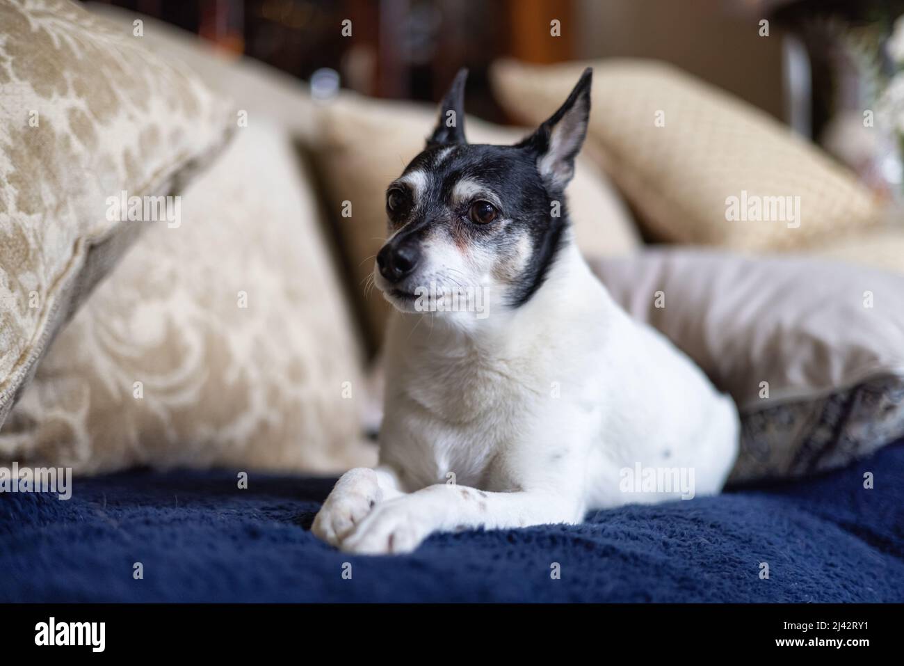 Happy fox terrier hi-res stock photography and images - Alamy