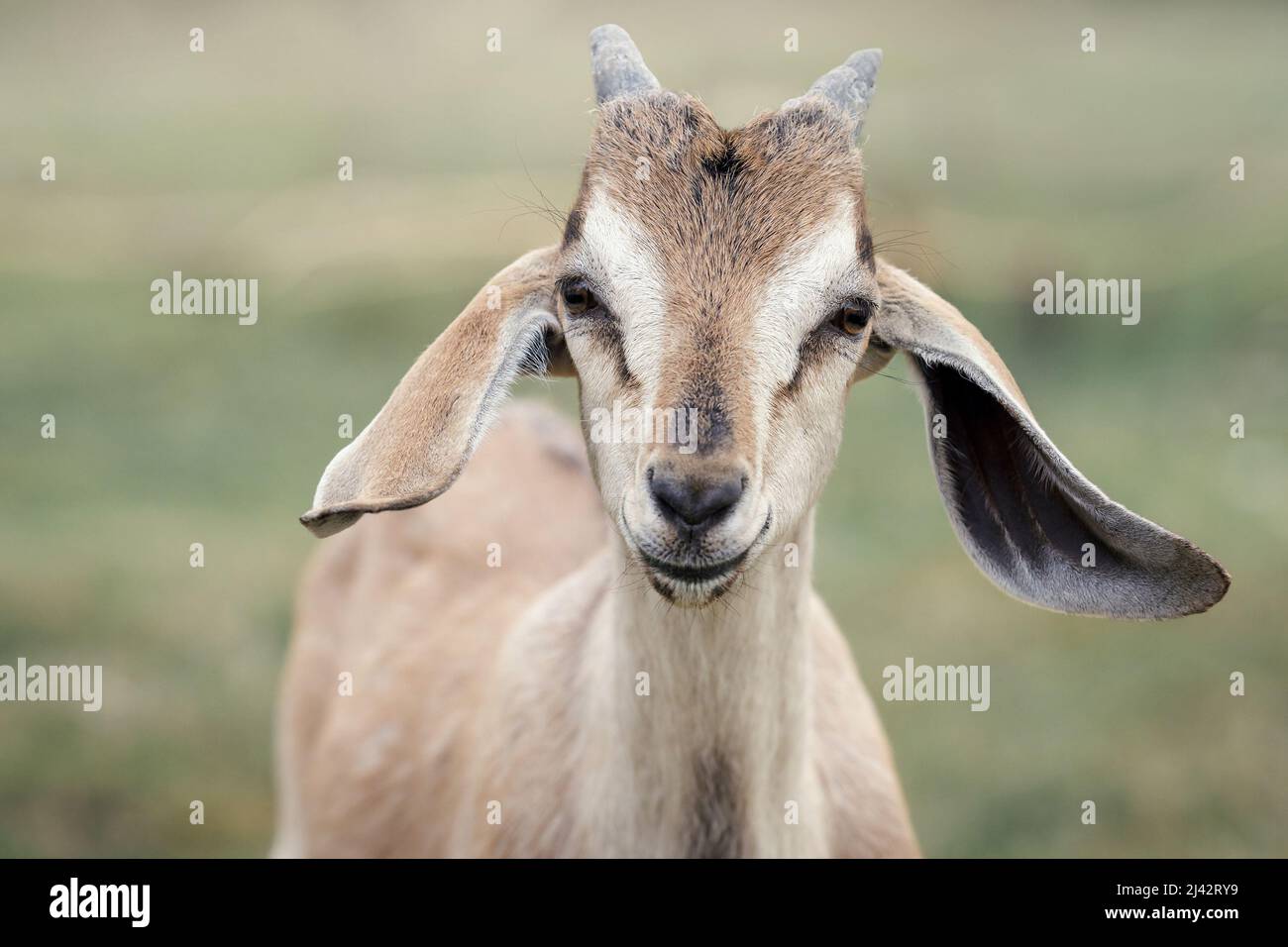 Portrait of a brown nubian goat, the animal looks straight into the ...