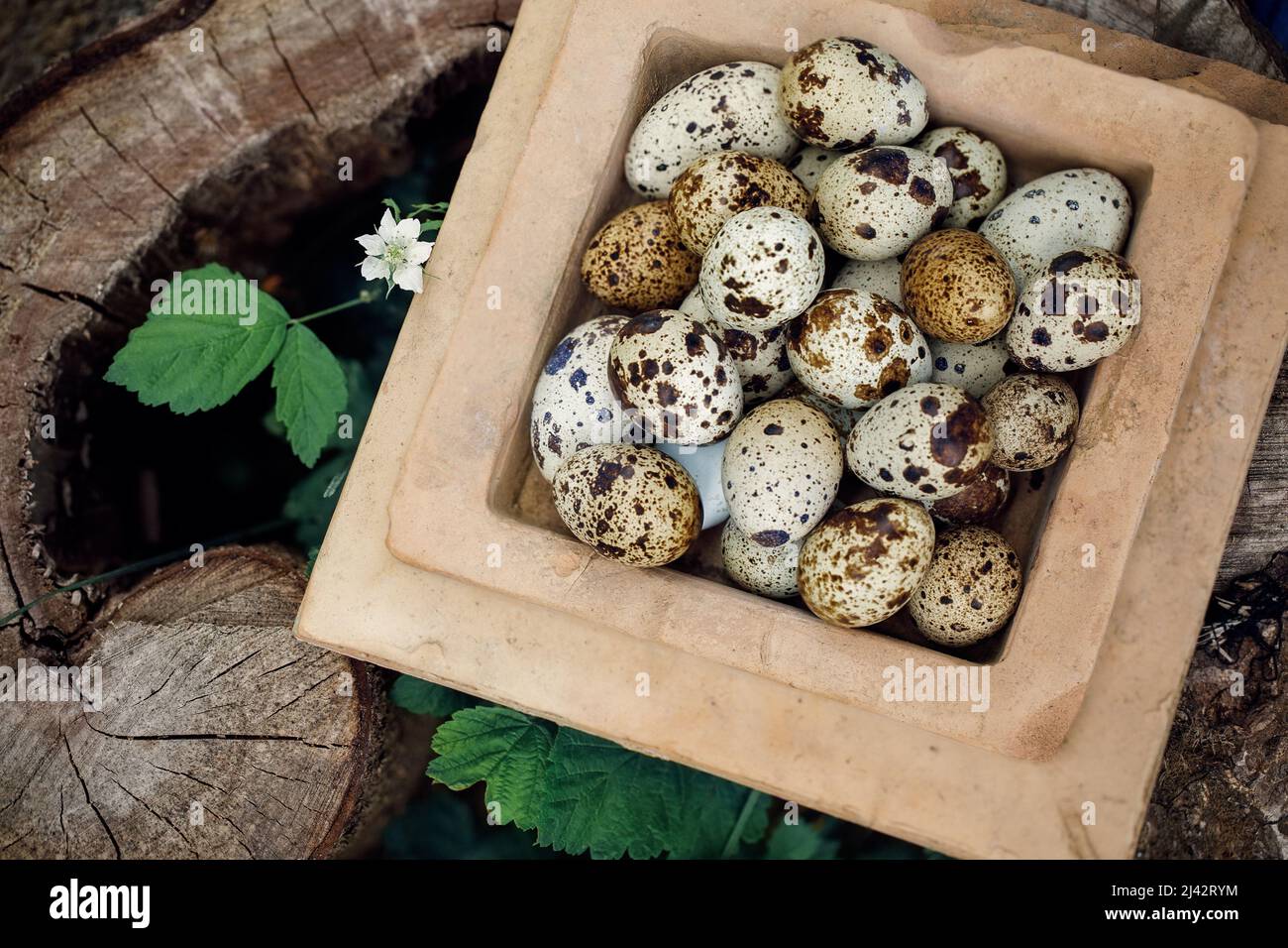 Square eggs hi-res stock photography and images - Alamy