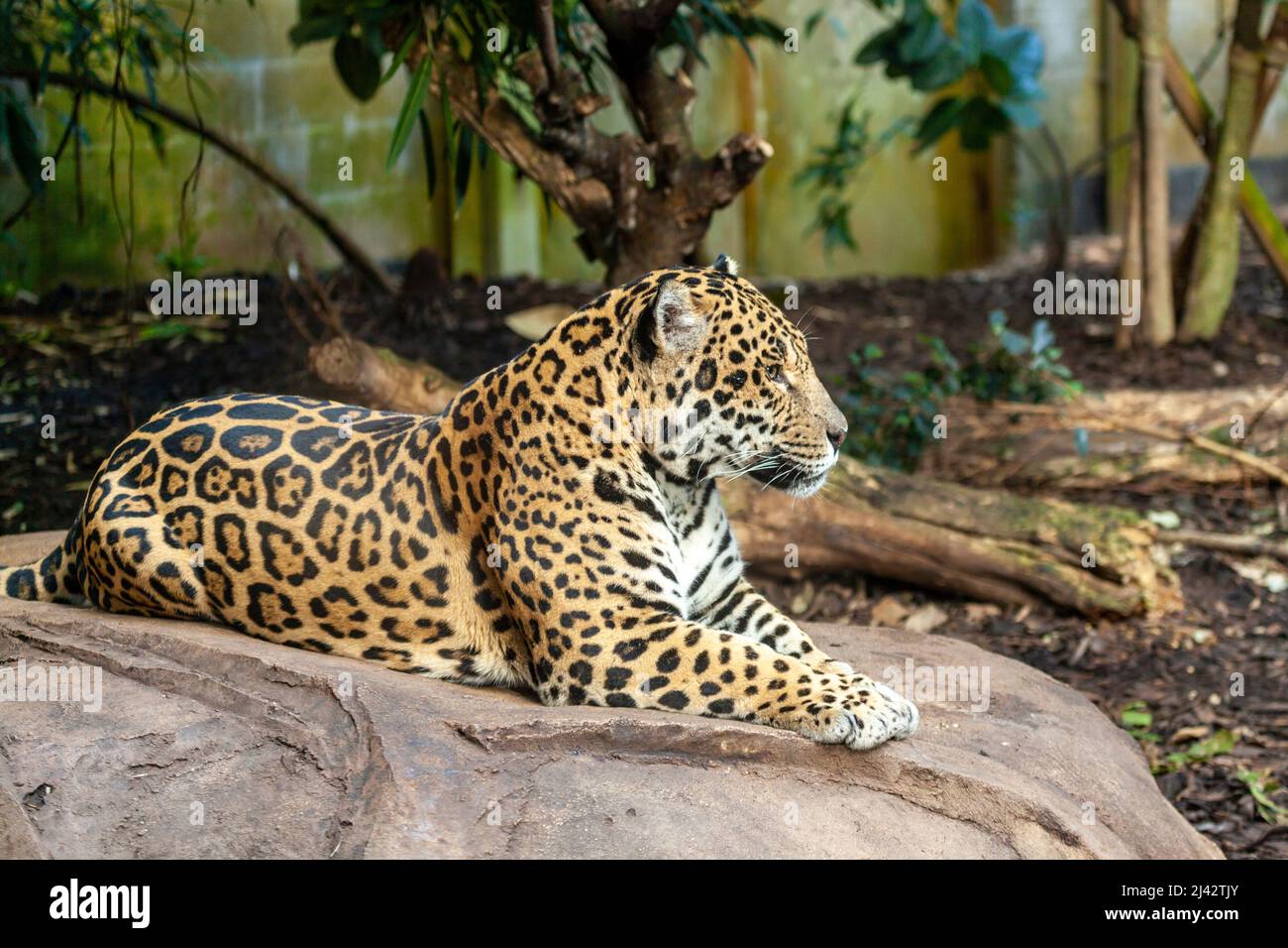 Chester zoo jaguar hi-res stock photography and images - Alamy