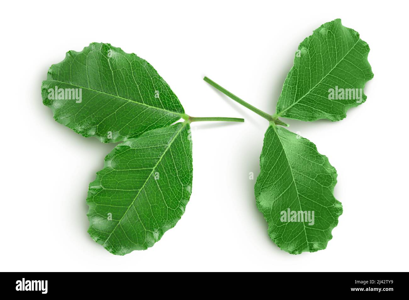 Fresh carob leaves isolated on white background with clipping path. Top ...