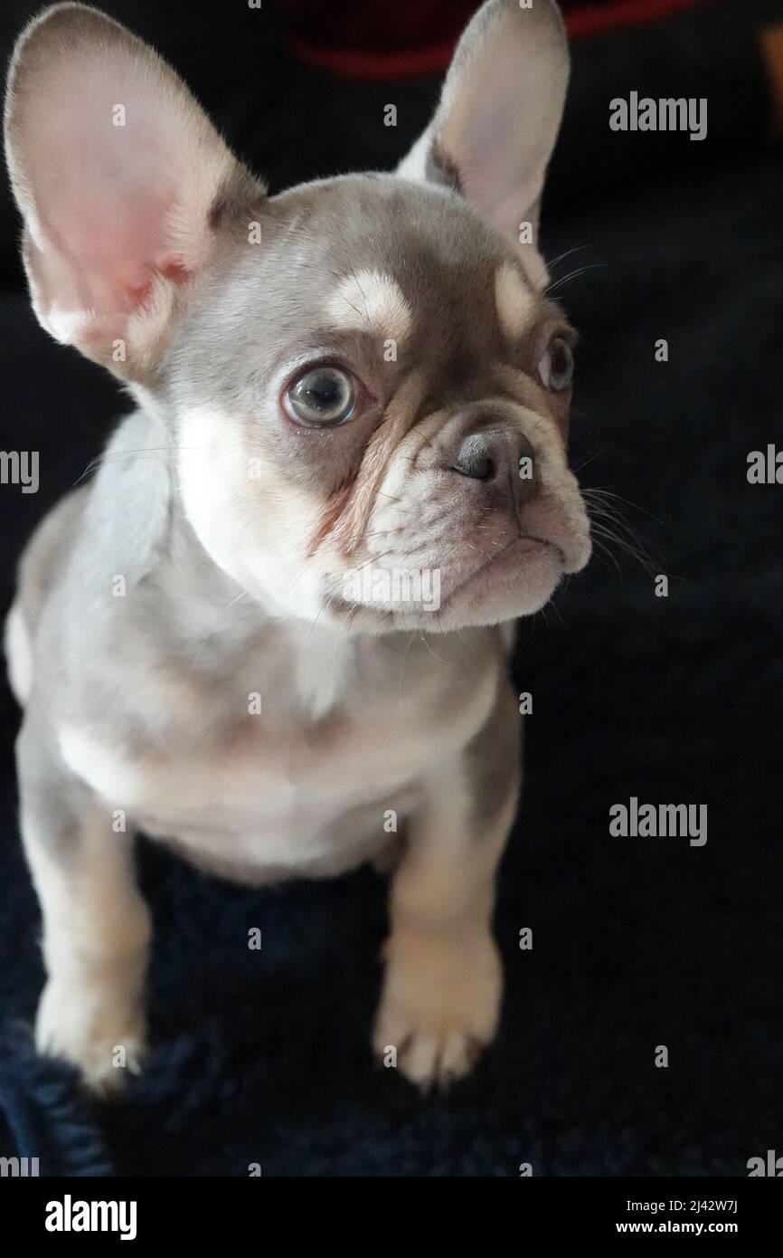 Cute Blue French Bulldog Puppies