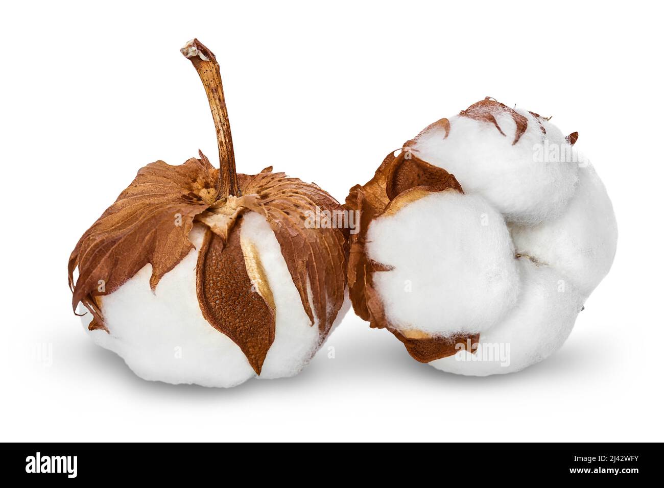 Cotton plant flower isolated on white background with clipping path and ...