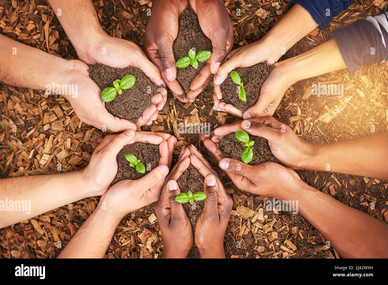 Something good has sprung up. Cropped shot of a group of people holding ...