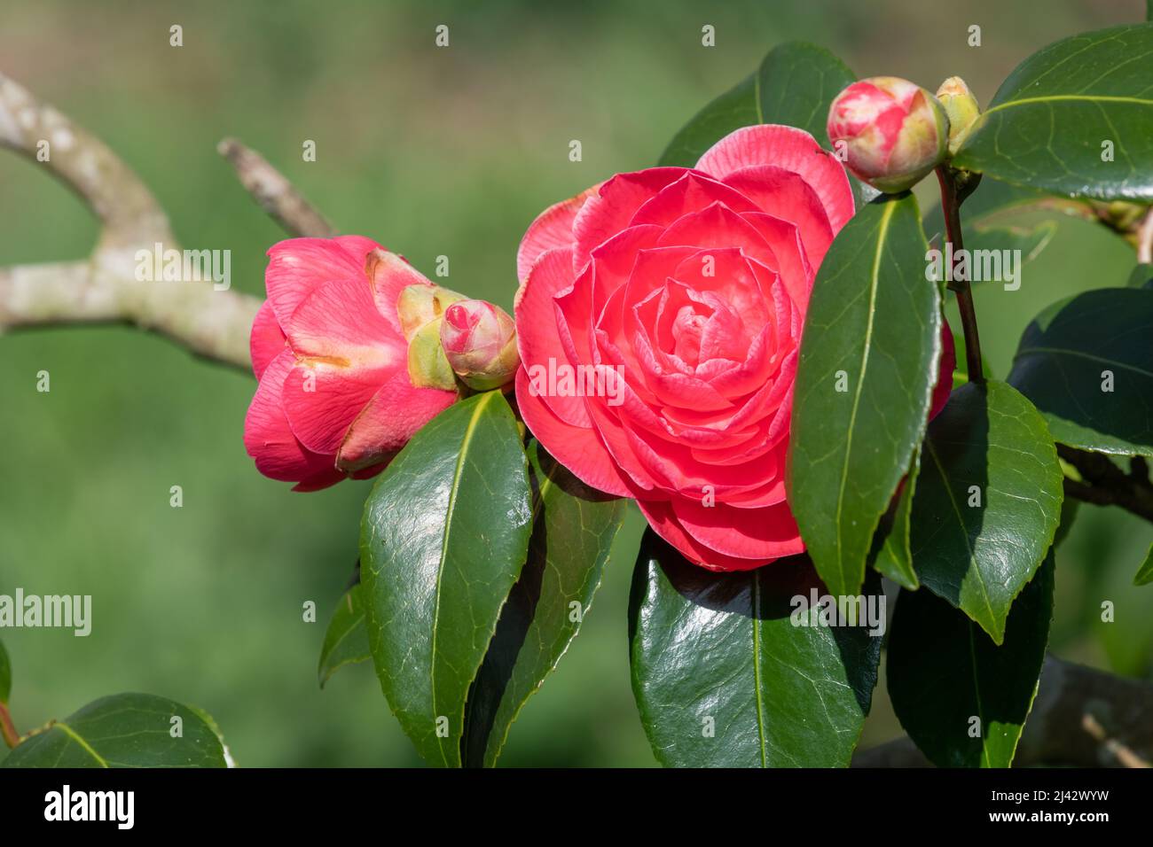 Close up of a common camellia (camellia japonica) flower in bloom Stock ...
