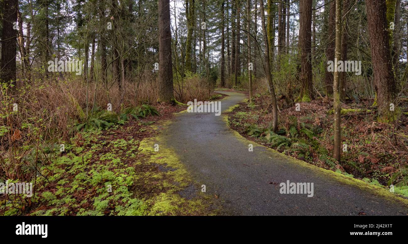 Scenic Walking Trail Path in the green woods. Suburban City Park in ...
