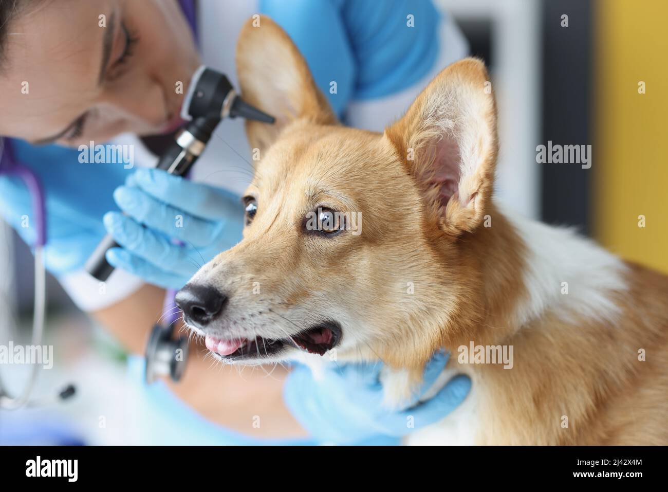 Veterinarian doctor listens to dog ear with an otoscope in veterinary ...