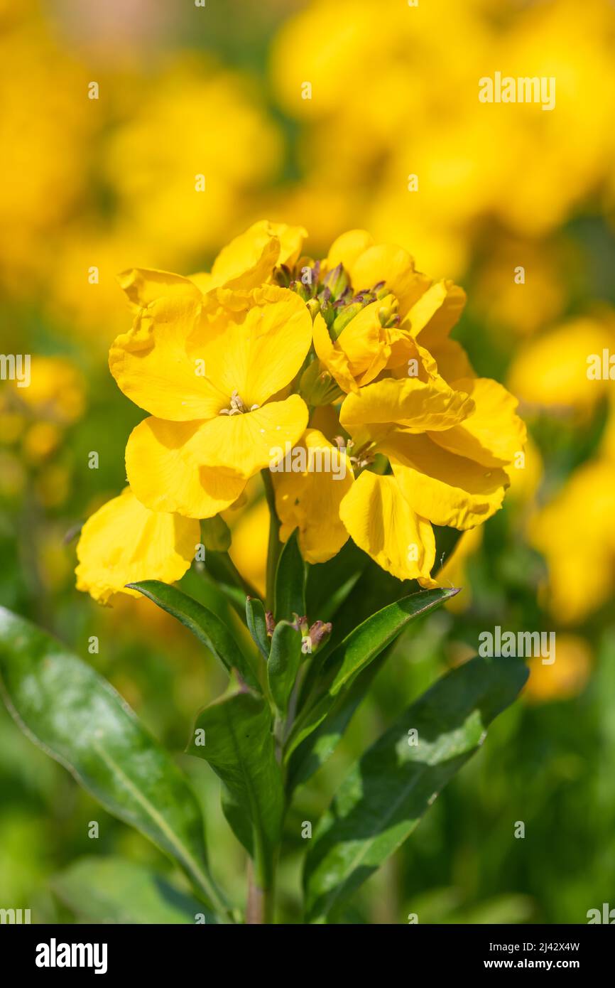 Erysimum cheiri wallflower wallflowers hi-res stock photography and ...