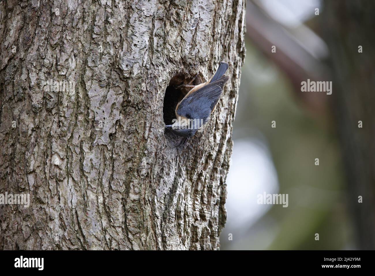 Nuthatch using mud to prepare the nest hole prior to breeding Stock ...