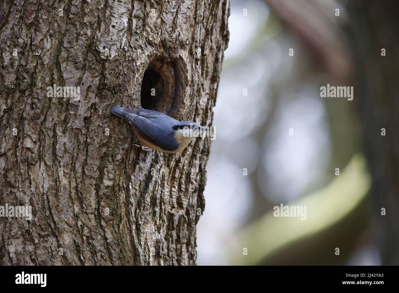 Nuthatch using mud to prepare the nest hole prior to breeding Stock ...