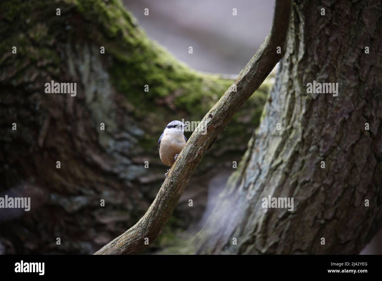 Nuthatch using mud to prepare the nest hole prior to breeding Stock ...