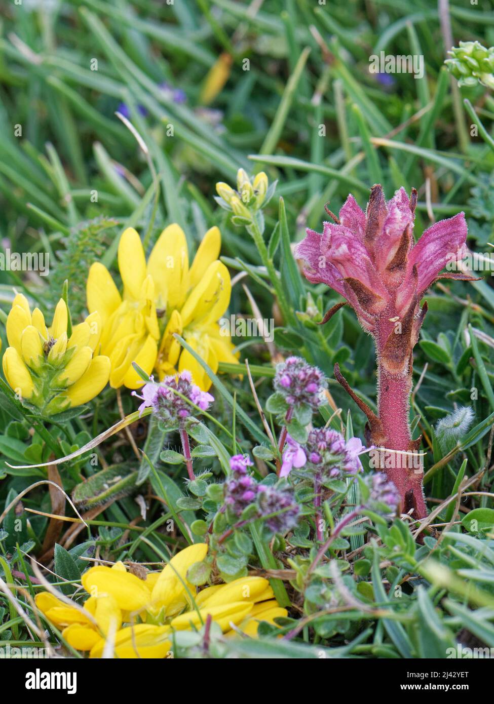 On wild thyme thymus hi-res stock photography and images - Alamy