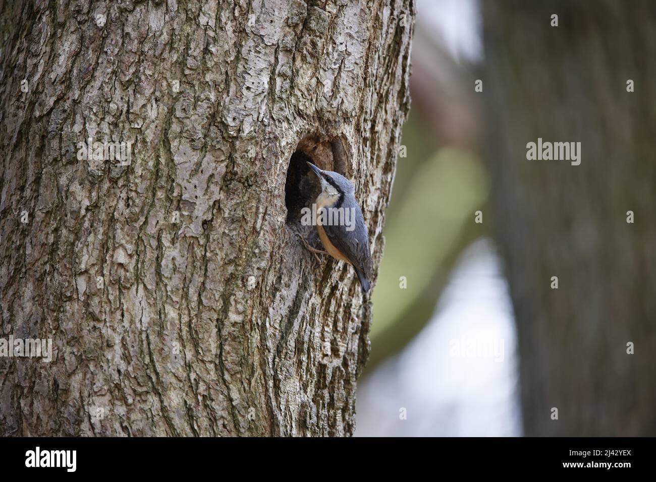 Nuthatch using mud to prepare the nest hole prior to breeding Stock ...