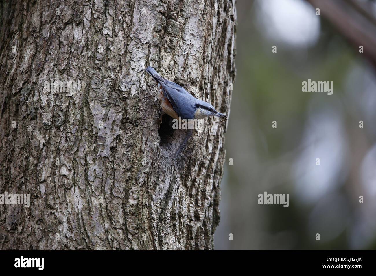 Nuthatch using mud to prepare the nest hole prior to breeding Stock ...