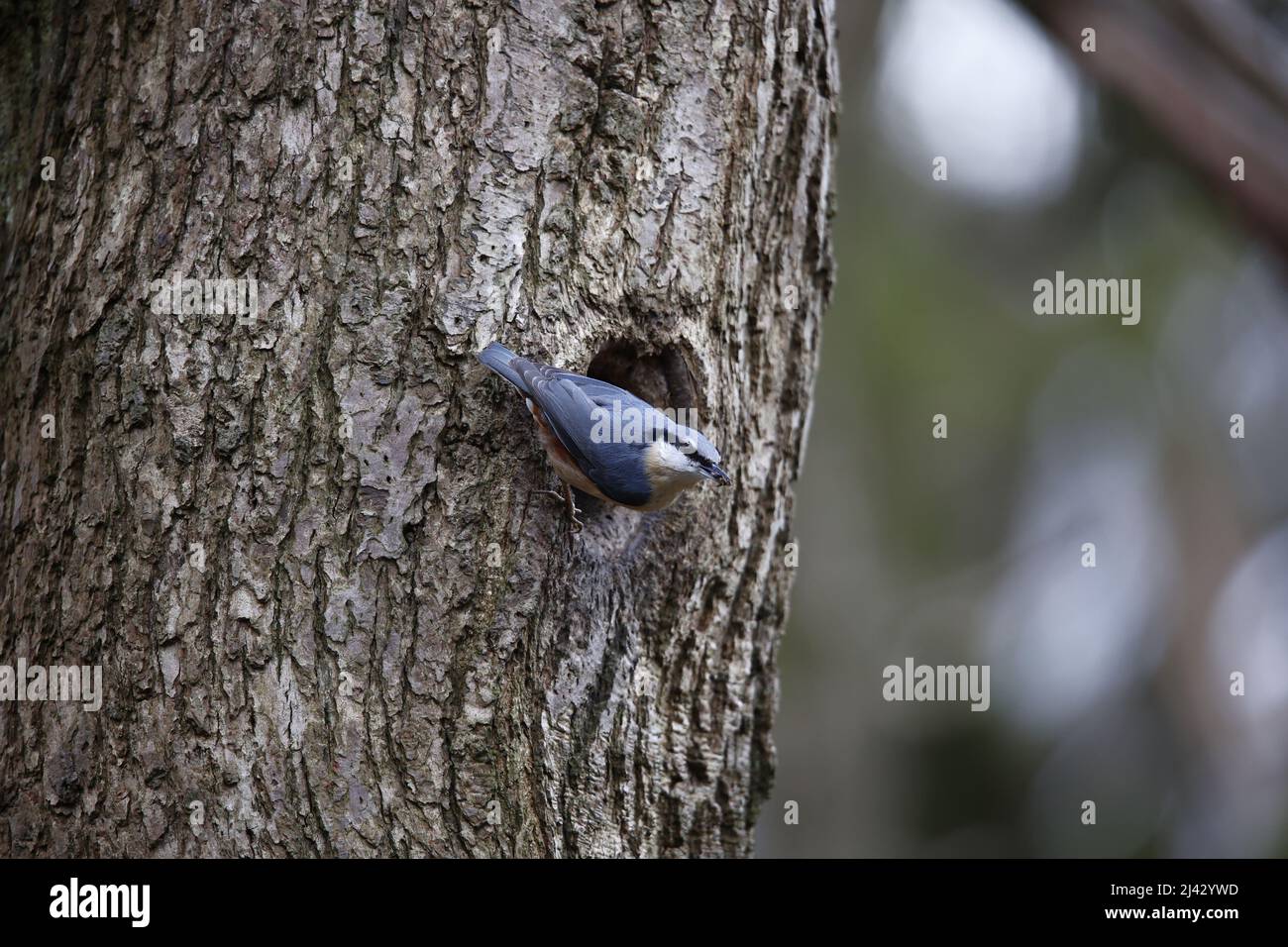 Nuthatch using mud to prepare the nest hole prior to breeding Stock ...
