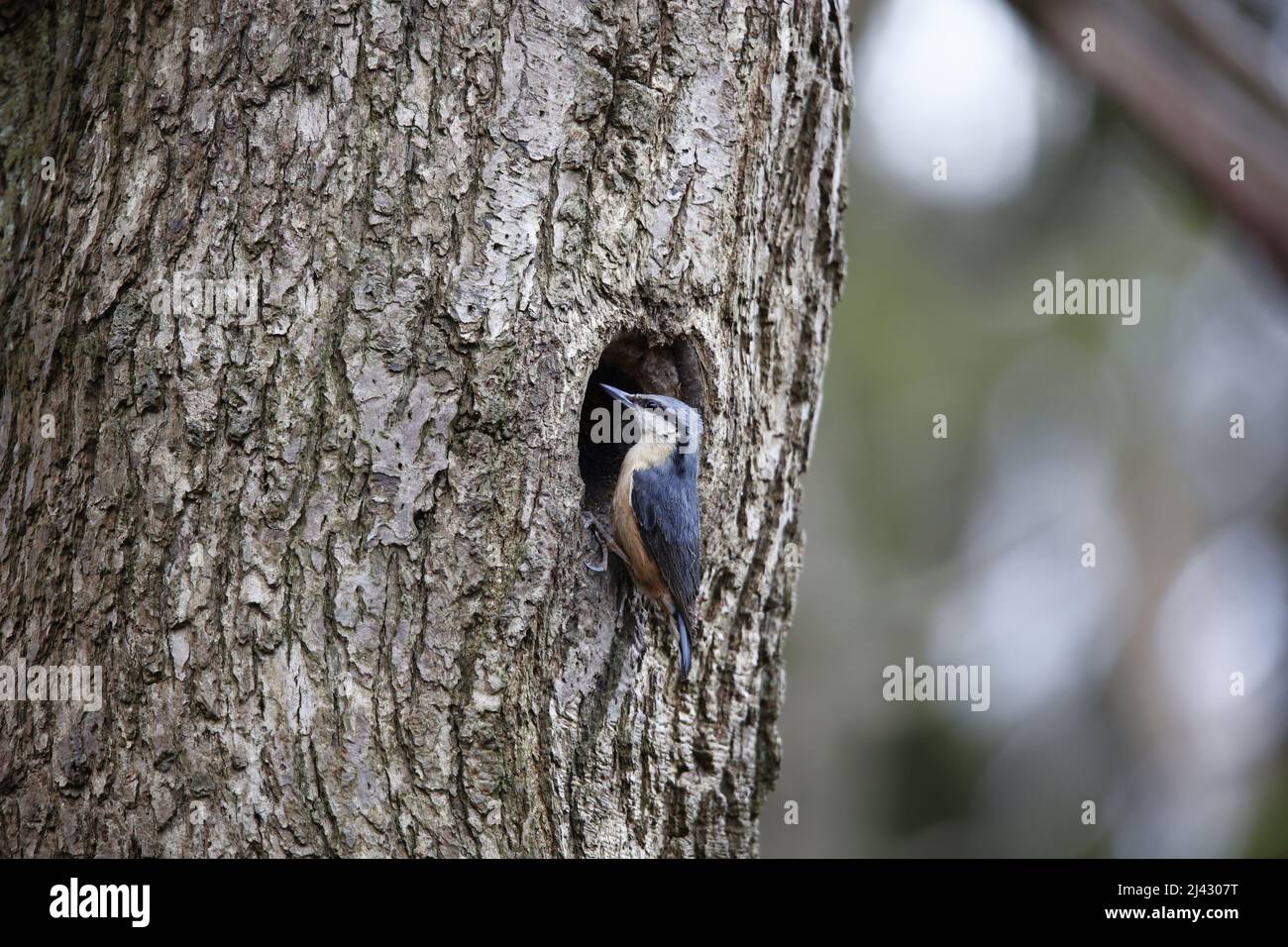 Nuthatch using mud to prepare the nest hole prior to breeding Stock ...
