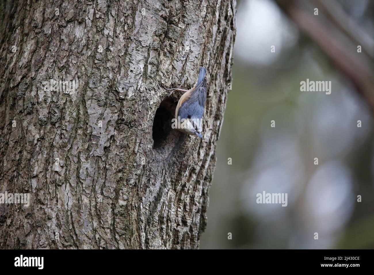 Nuthatch using mud to prepare the nest hole prior to breeding Stock ...